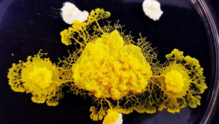 LE BLOB | Wiki FablabSU